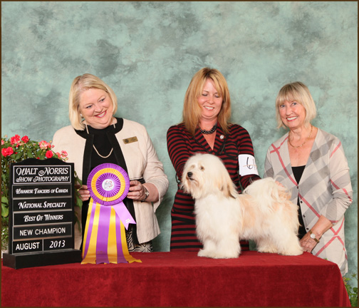 Welcome to the New Home of Rockhurst Havanese!